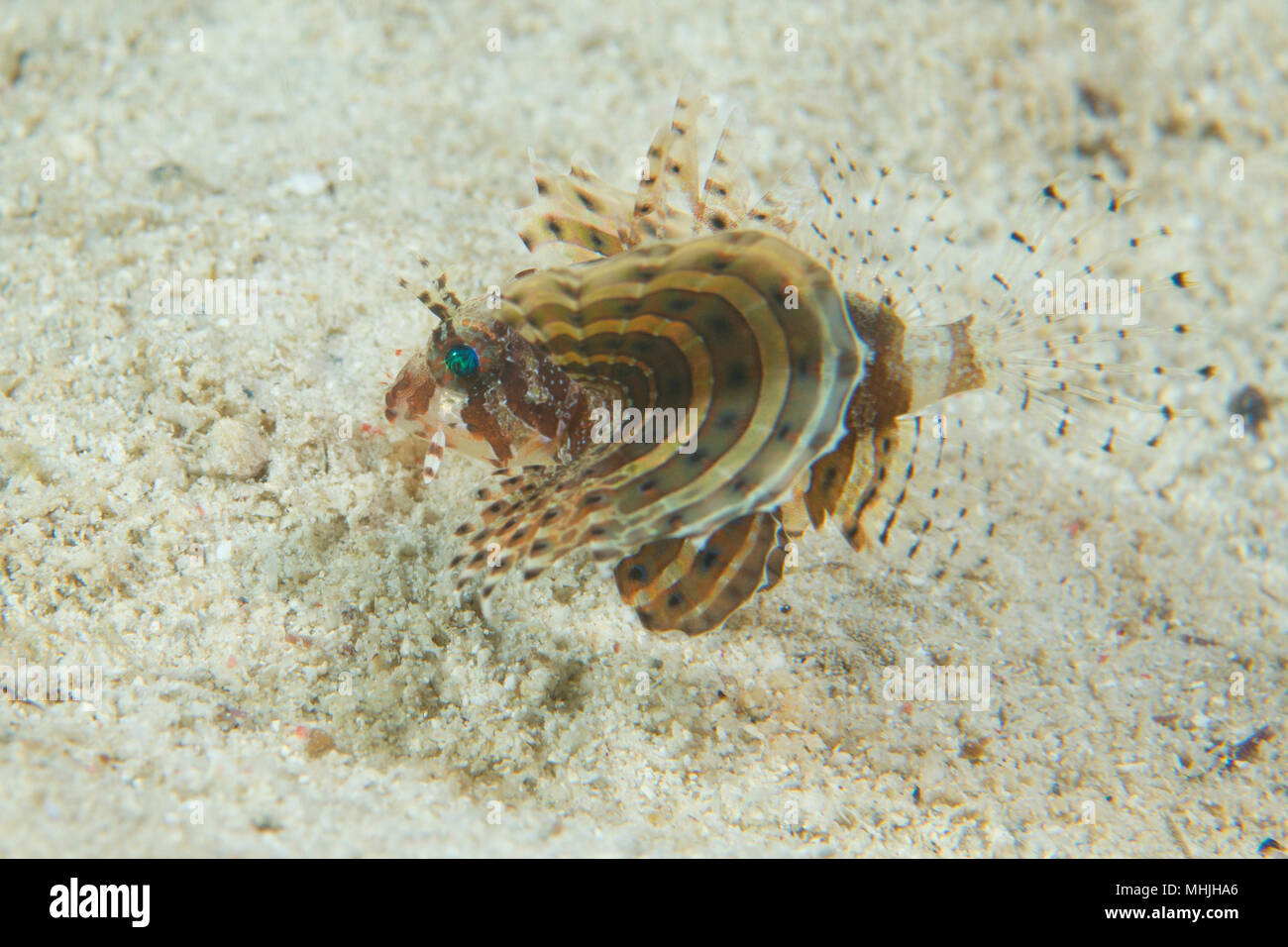 Sand devil fish hi-res stock photography and images - Alamy