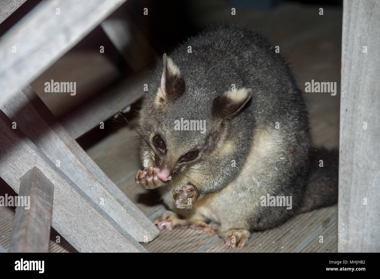 brush tailed possum portrait while looking at you Stock Photo - Alamy