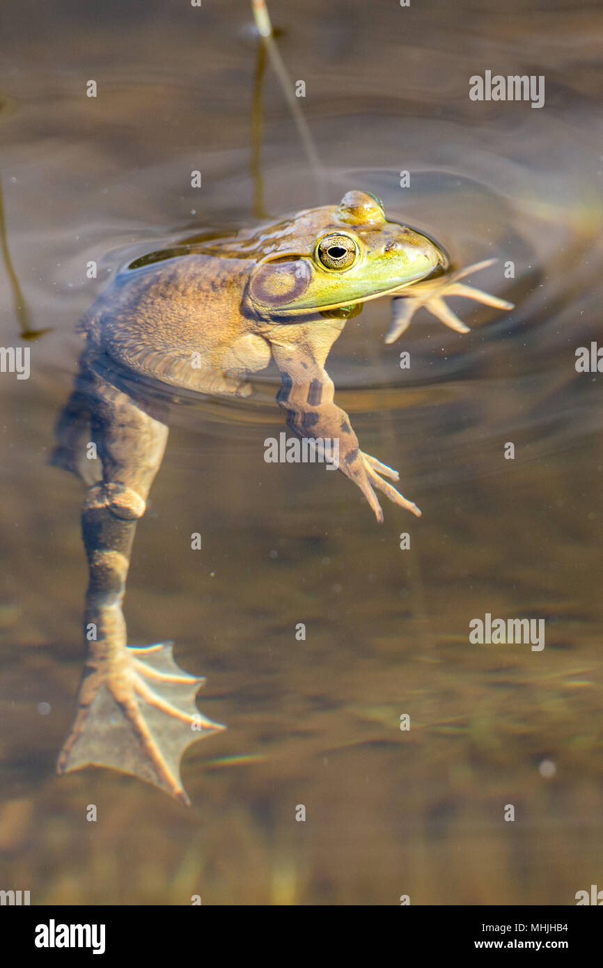 Frog in swamp while looking at you Stock Photo - Alamy