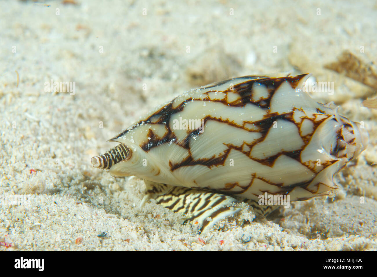 A cowrie in Cebu Philippines Stock Photo - Alamy