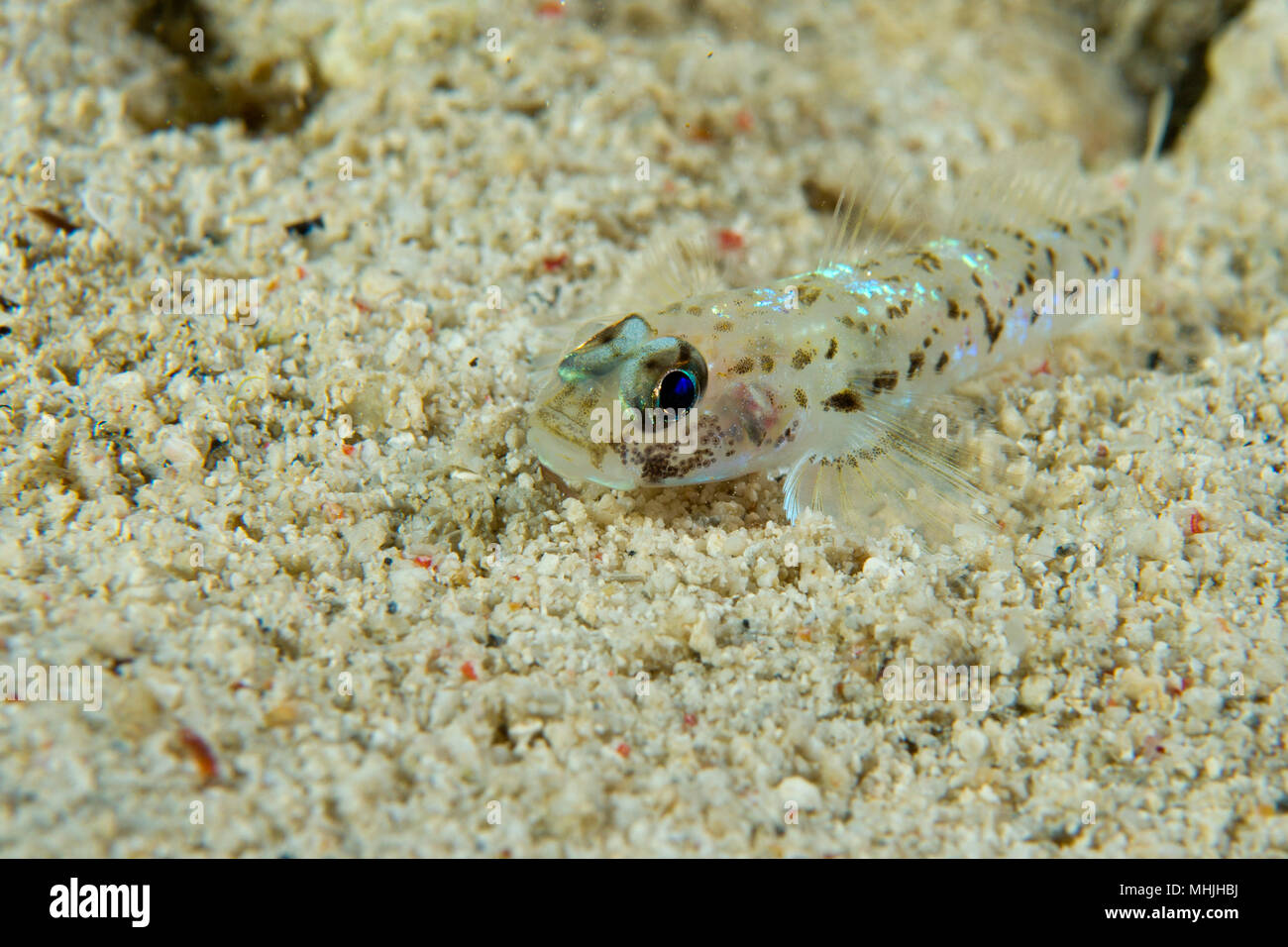 Translucent fish hi-res stock photography and images - Alamy