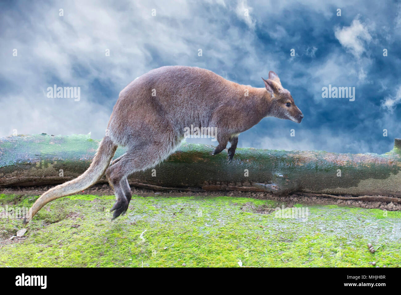 kangaroo while jumping close up portrait Stock Photo - Alamy