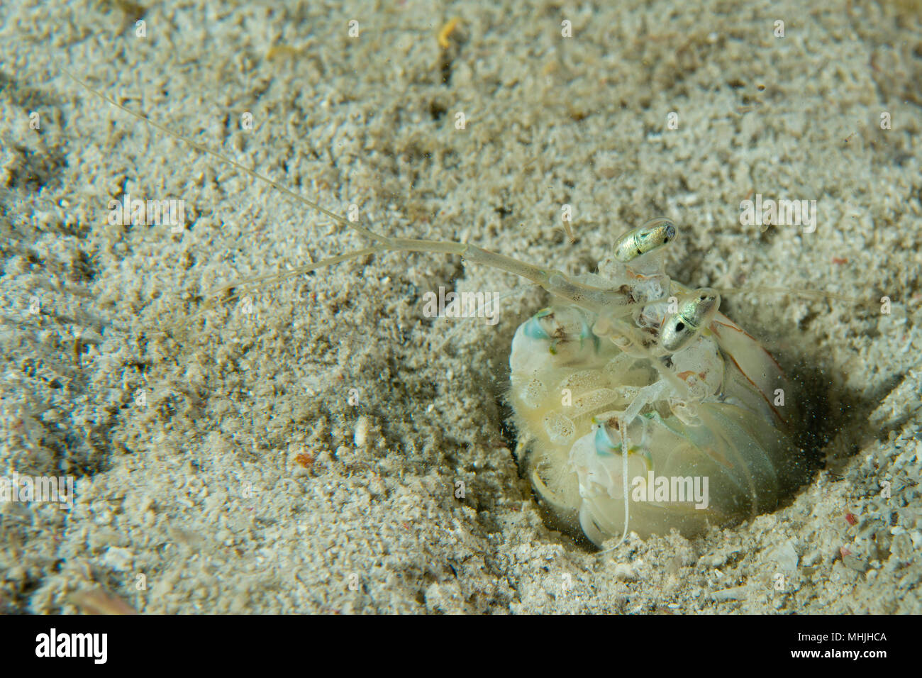 Mantis Lobster defending eggs in its nest Stock Photo - Alamy