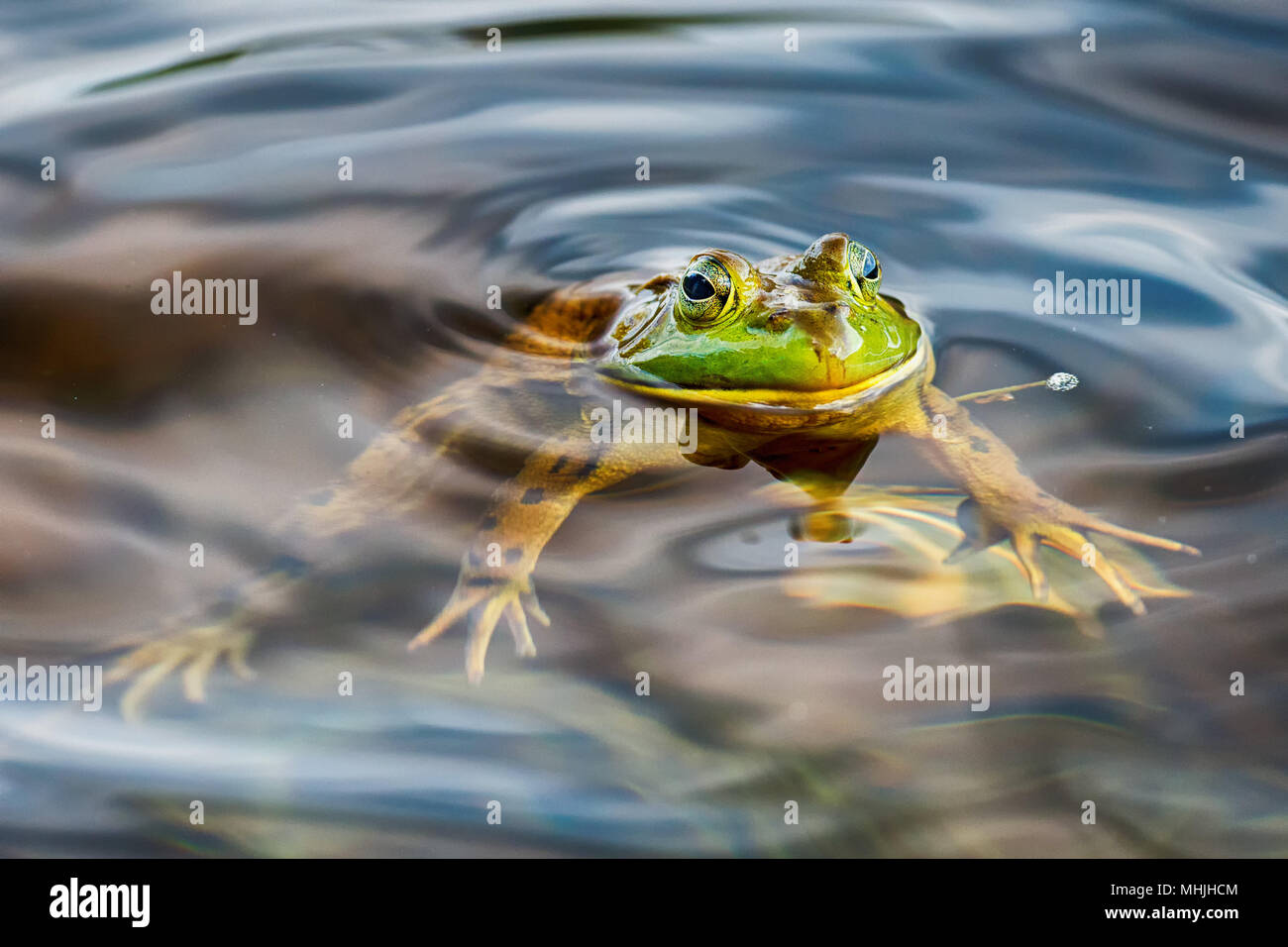 Swamp Frogs