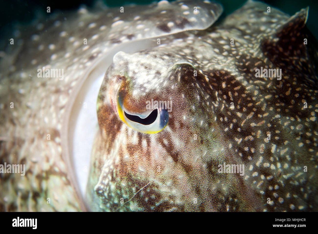 An isolated close up colorful squid cuttlefish underwater with big eye ...