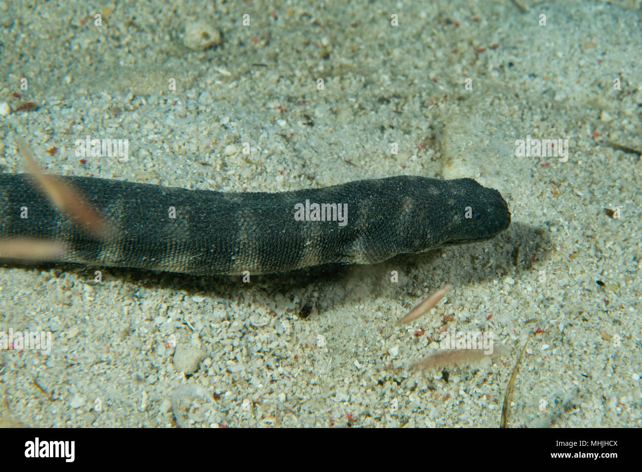 Sea snake on beach sand hi-res stock photography and images - Alamy