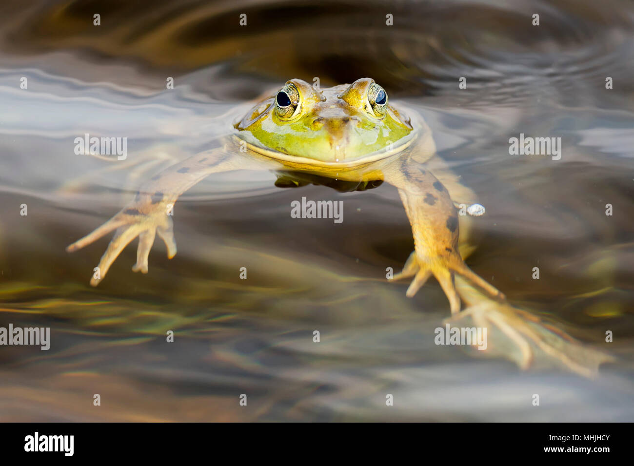 A frog in swamp while looking at you Stock Photo - Alamy