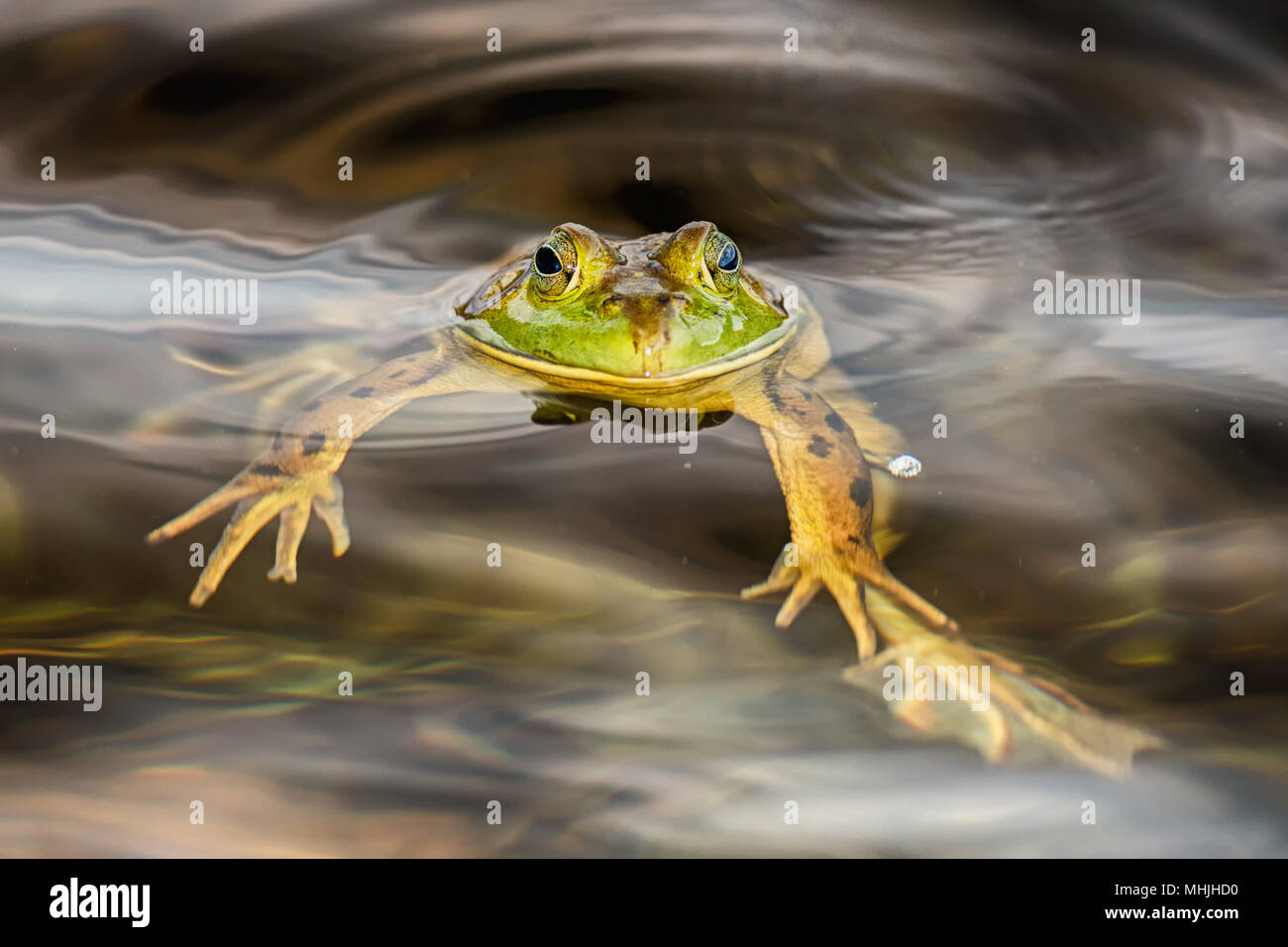 Swamp Frogs