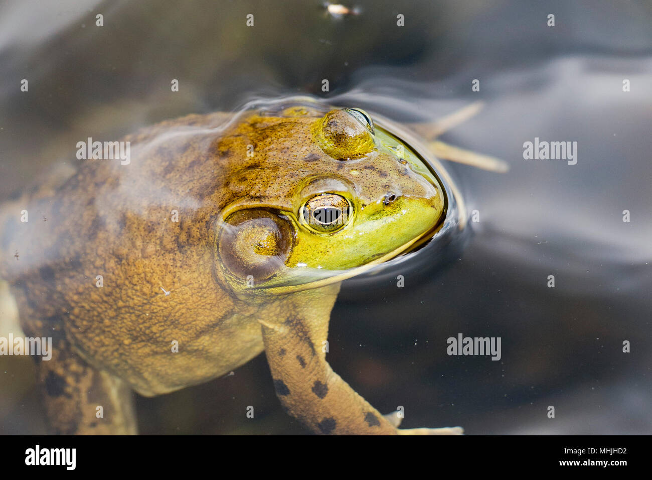 A frog in swamp while looking at you Stock Photo - Alamy