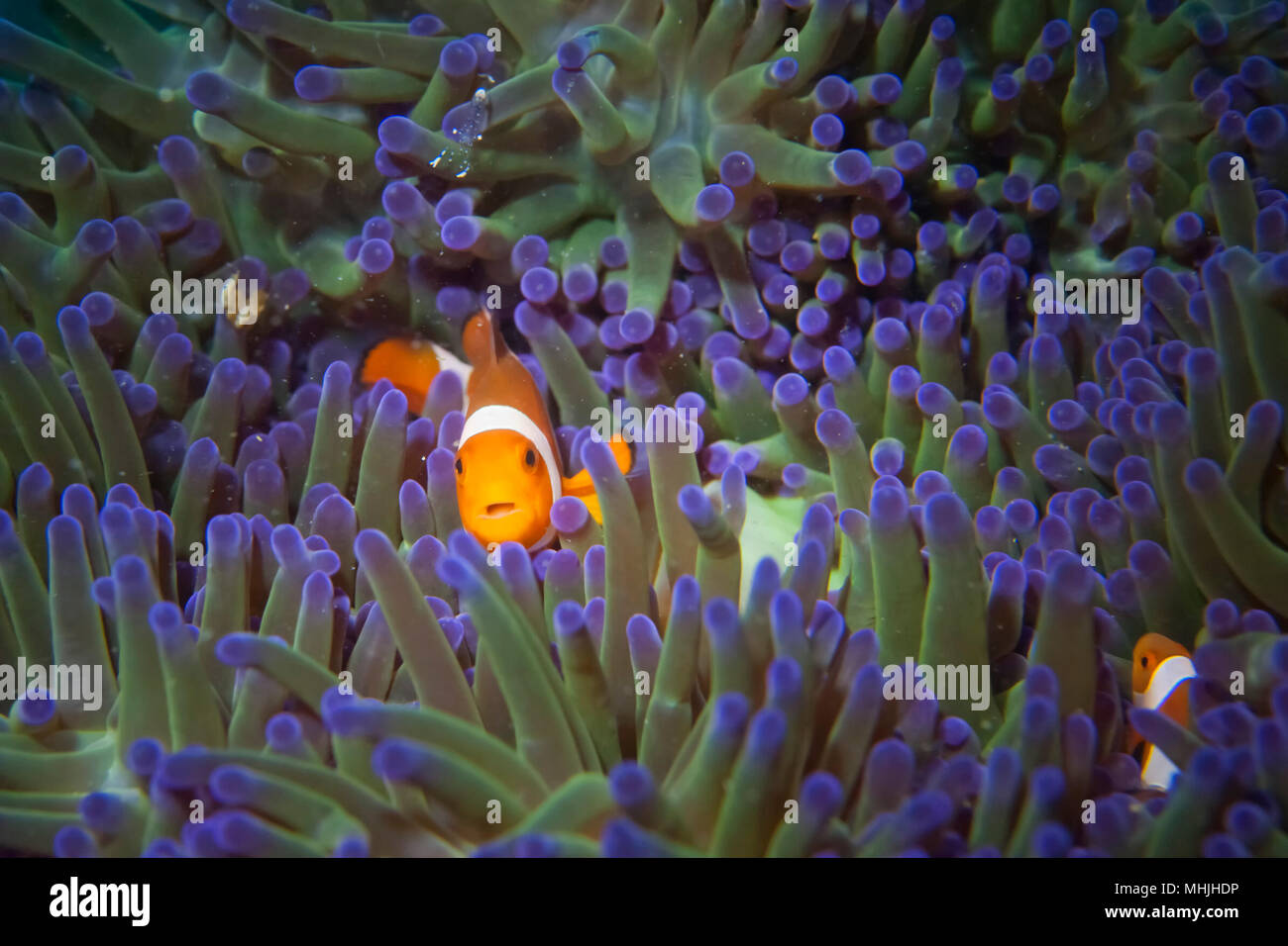 Nemo portrait hi-res stock photography and images - Alamy