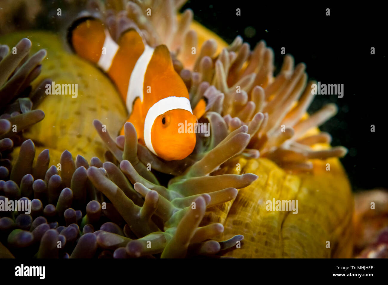 A clown fish while looking at you portrait Stock Photo - Alamy