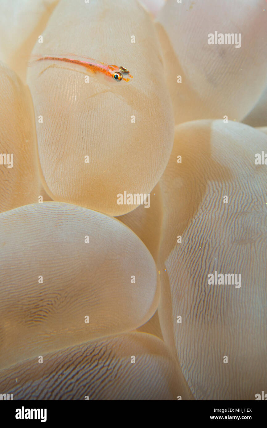 A small fish on hard coral macro in Cebu Philippines Stock Photo - Alamy