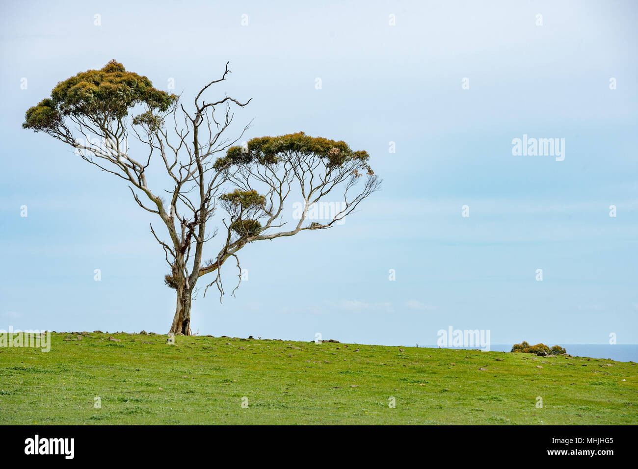 australia tree in green background Stock Photo - Alamy