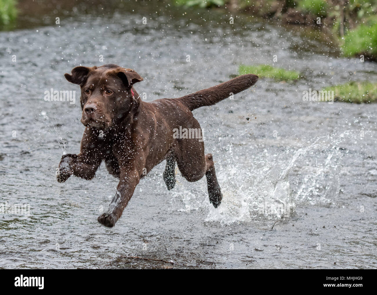 Labrador Retriever Playing in Water Stock Photo - Alamy