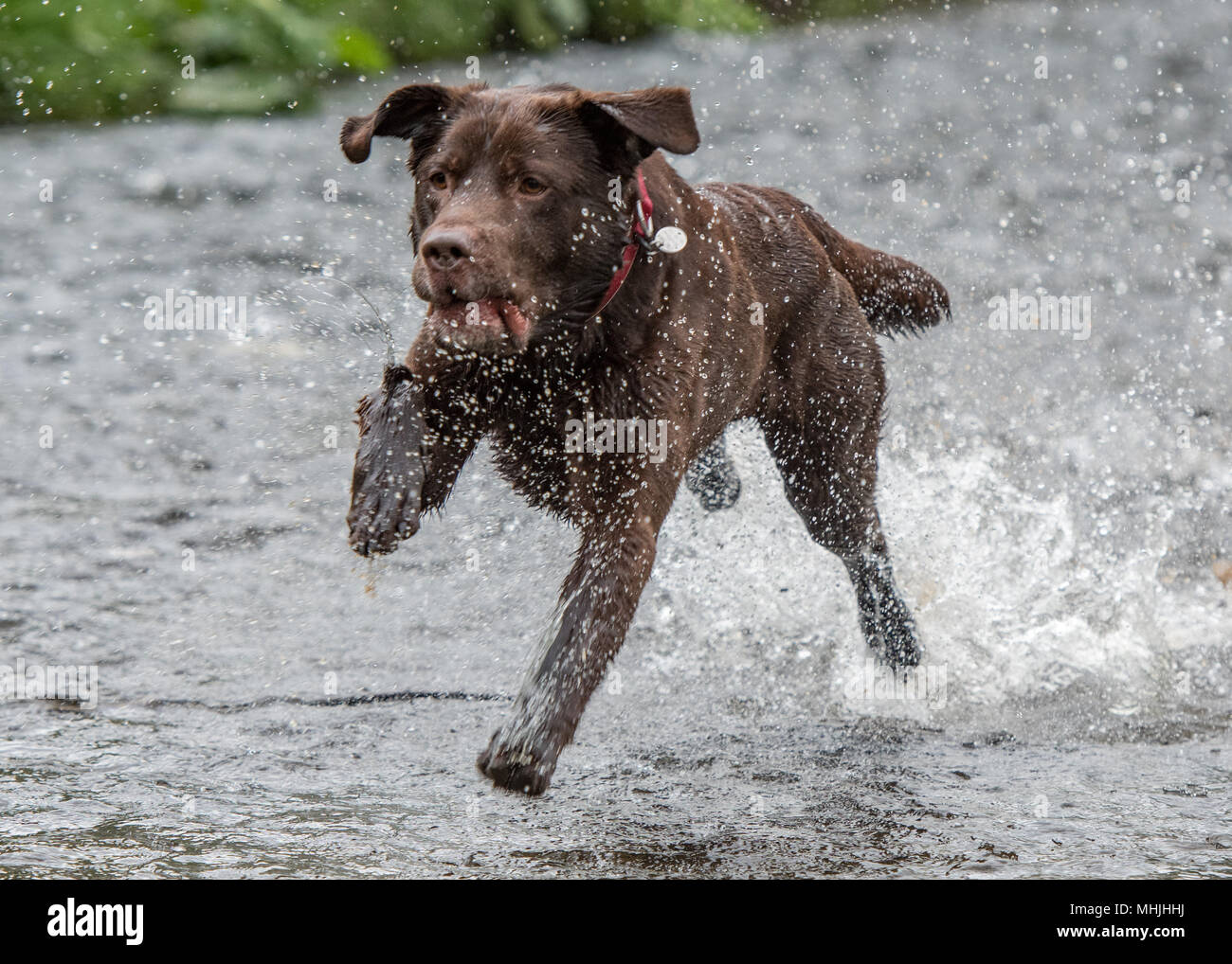 Labrador Retriever Playing in Water Stock Photo - Alamy
