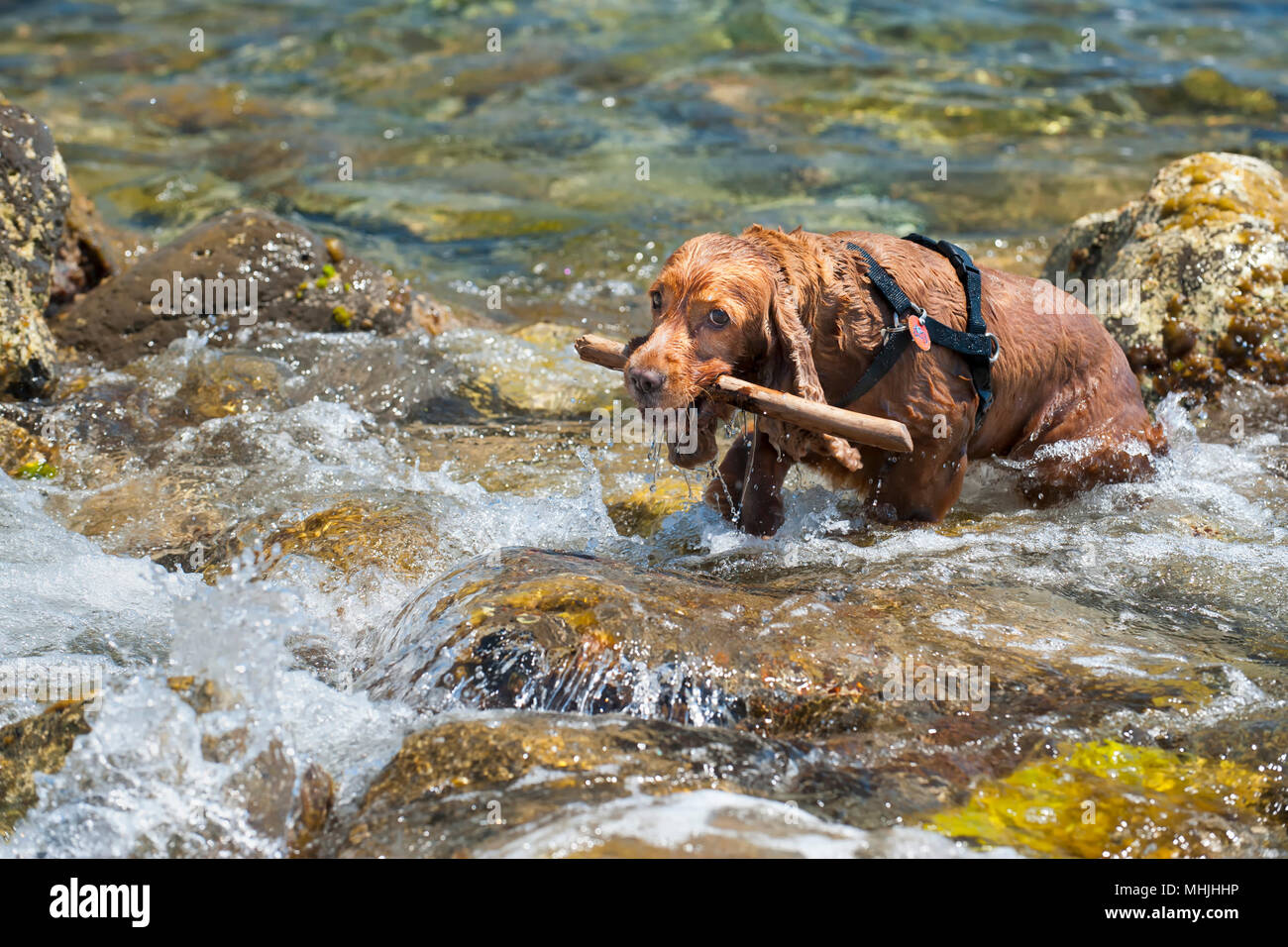 An english cocker spaniel portrait while carrying a wood on the beach ...
