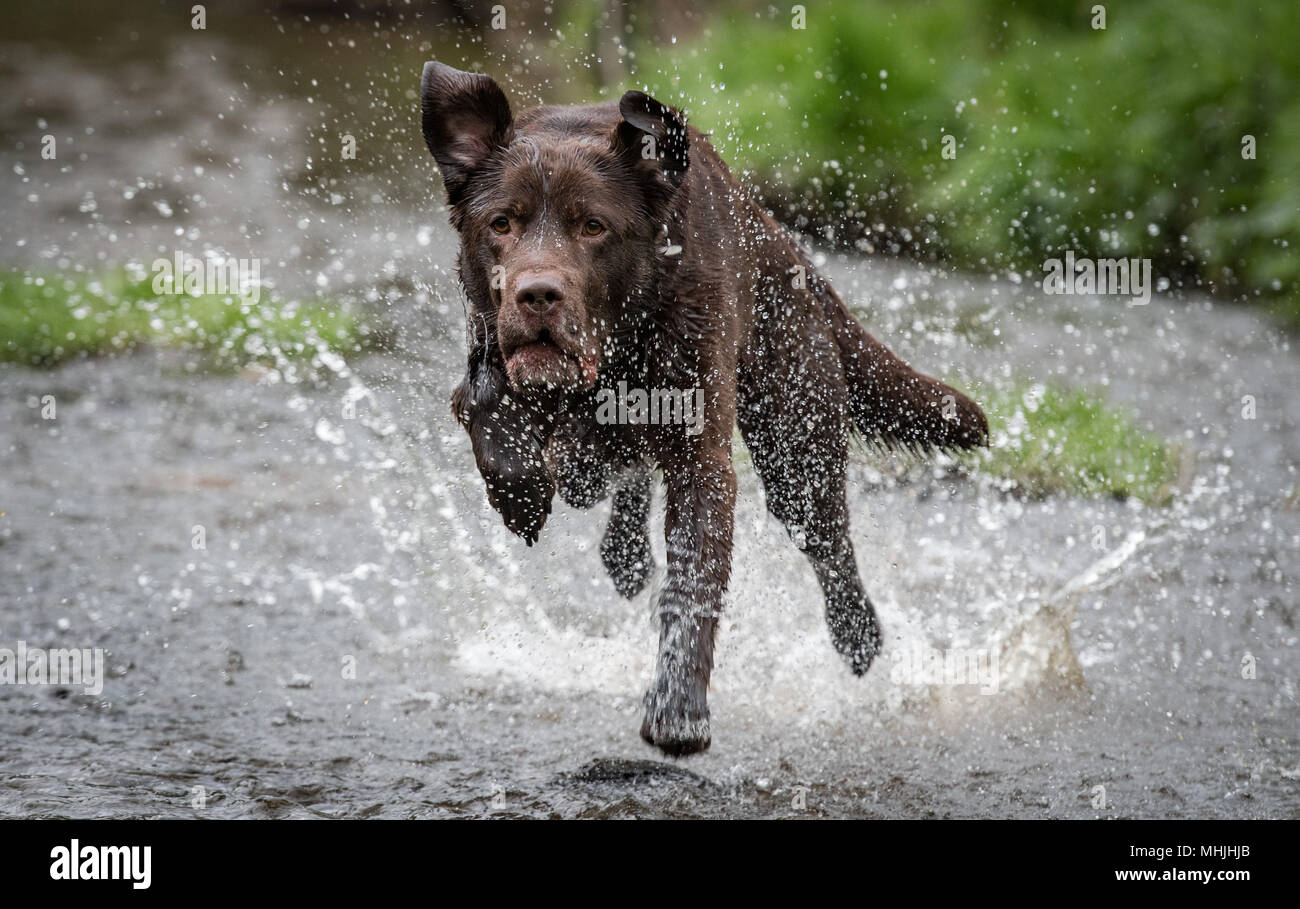 Labrador Retriever Playing in Water Stock Photo - Alamy