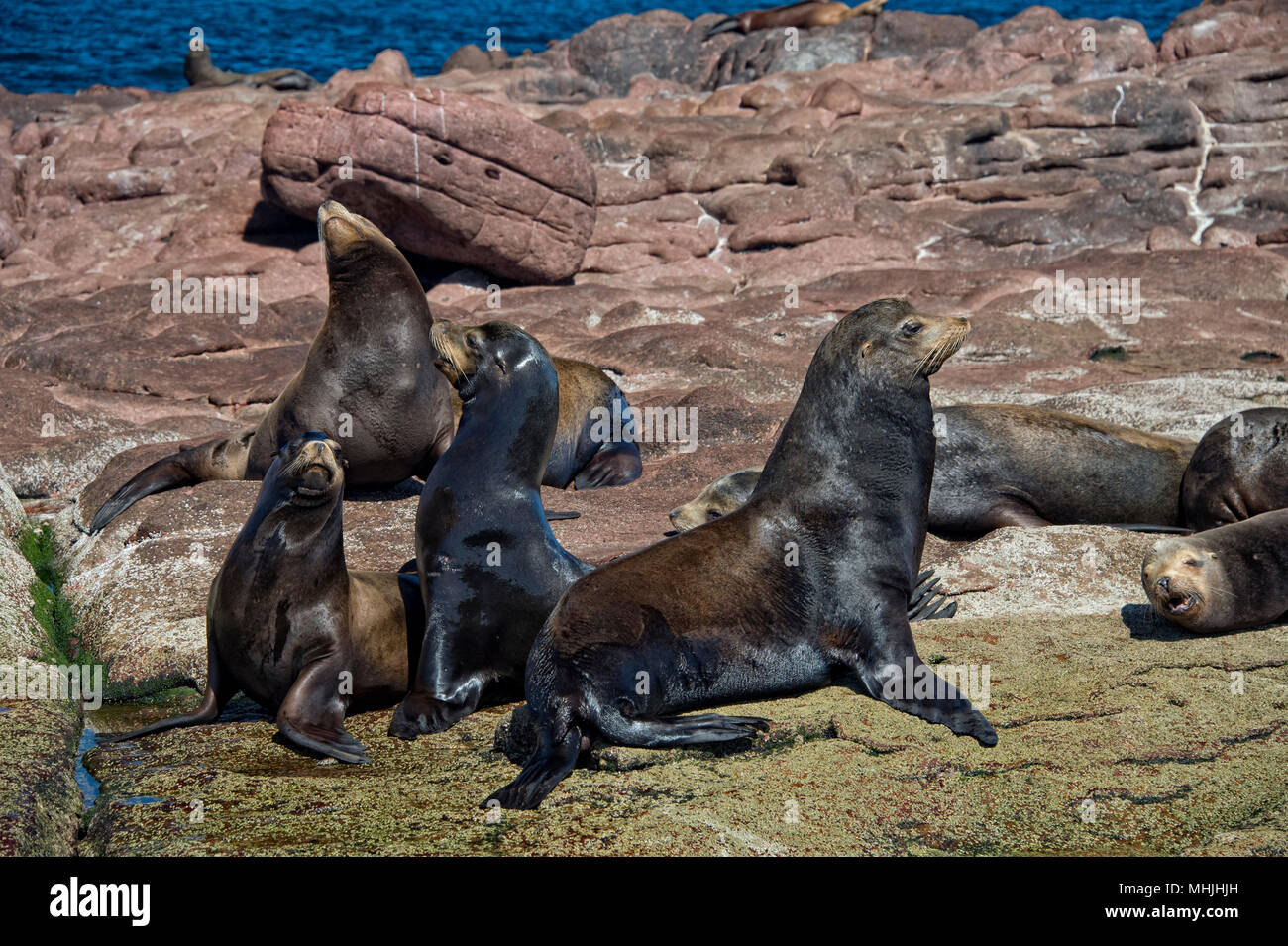 los islotes mexico espiritu santu island sea lion retreat Stock Photo ...