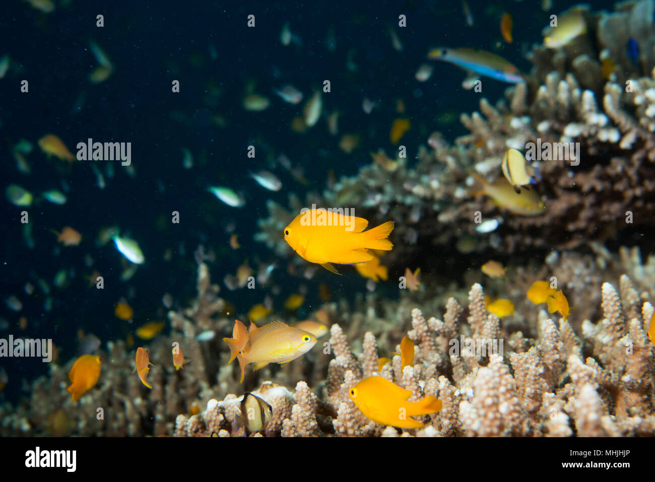 A colorful school of fish in hard coral in Cebu Philippines Stock Photo ...