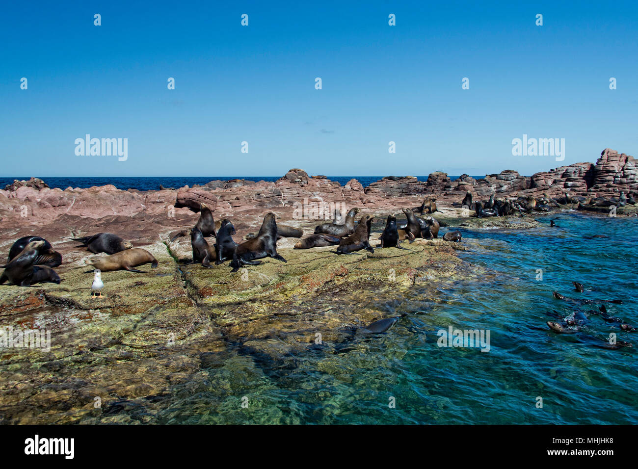 los islotes mexico espiritu santu island sea lion retreat Stock Photo ...