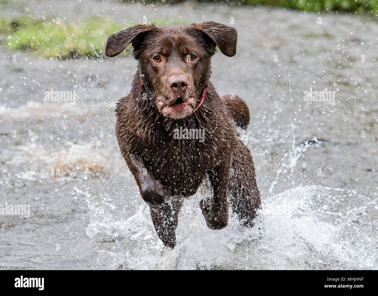 Labrador playing hi-res stock photography and images - Alamy