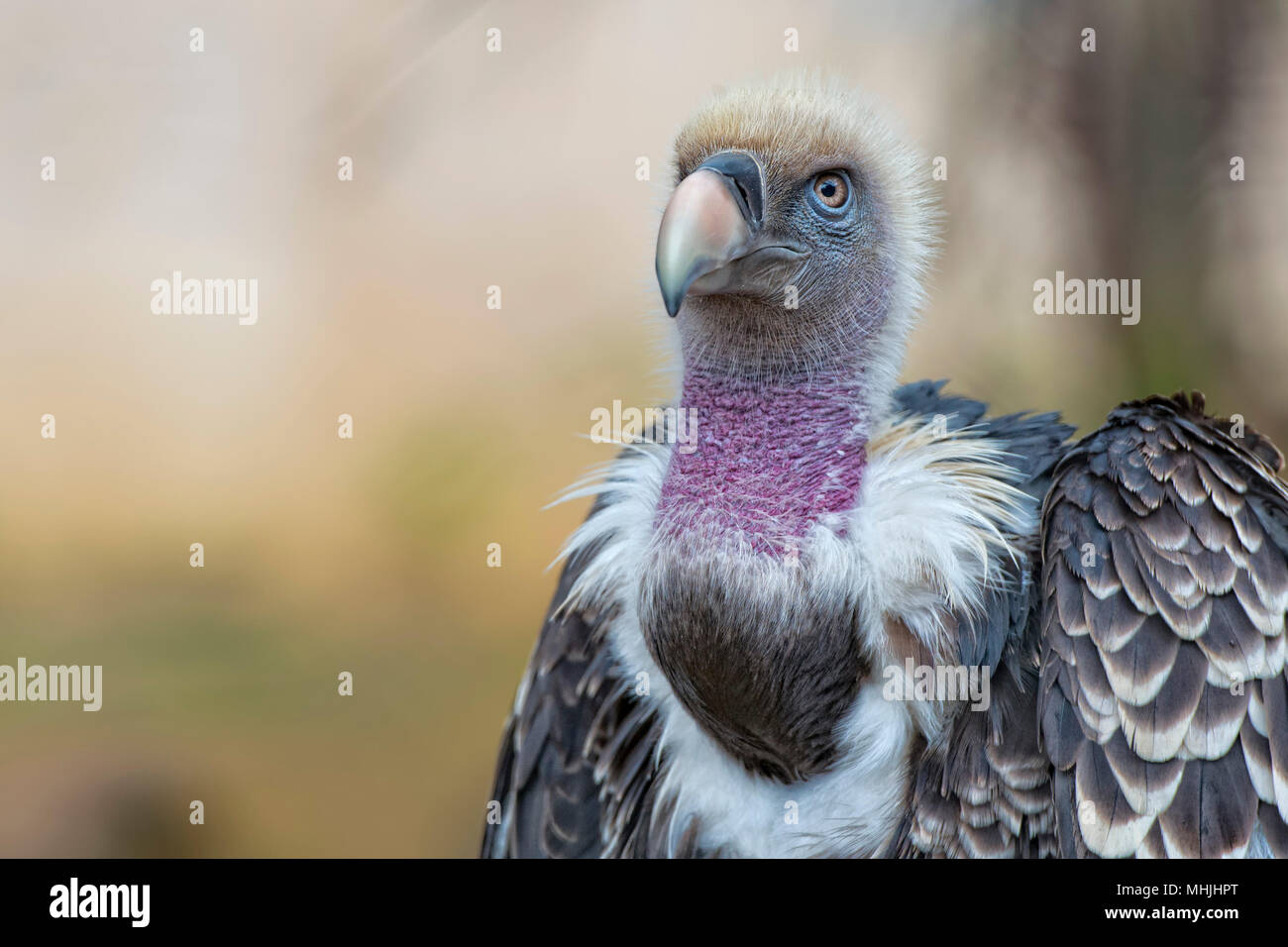 Gryphon vulture hi-res stock photography and images - Alamy