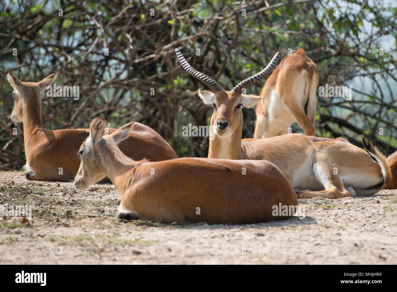 impala portrait of african antelope Stock Photo - Alamy