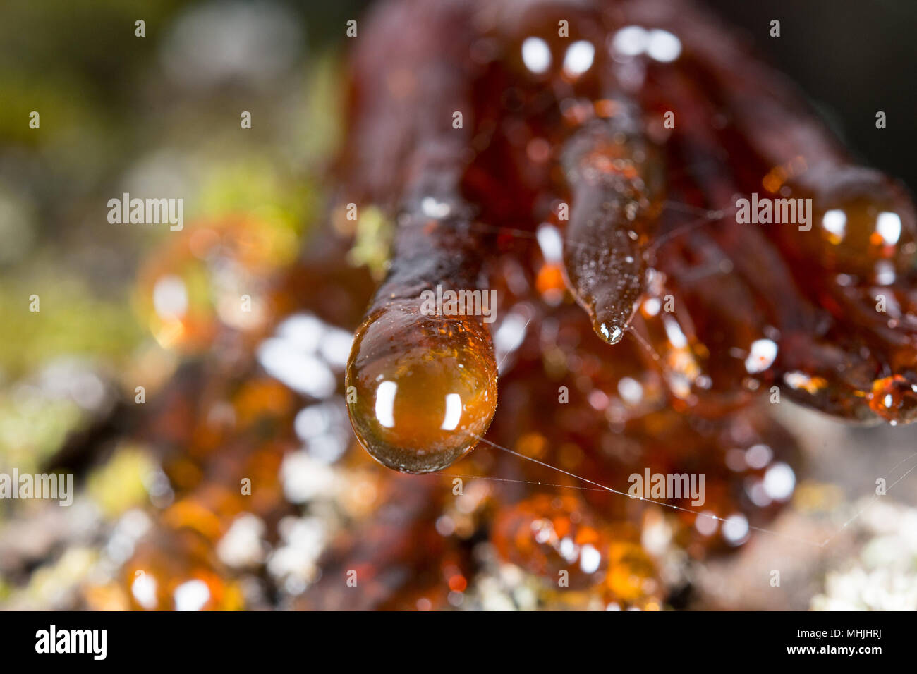 tree natural resin close up macro Stock Photo - Alamy
