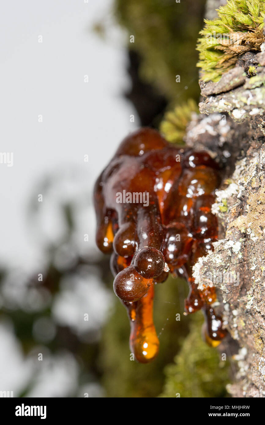 tree natural resin close up macro Stock Photo - Alamy