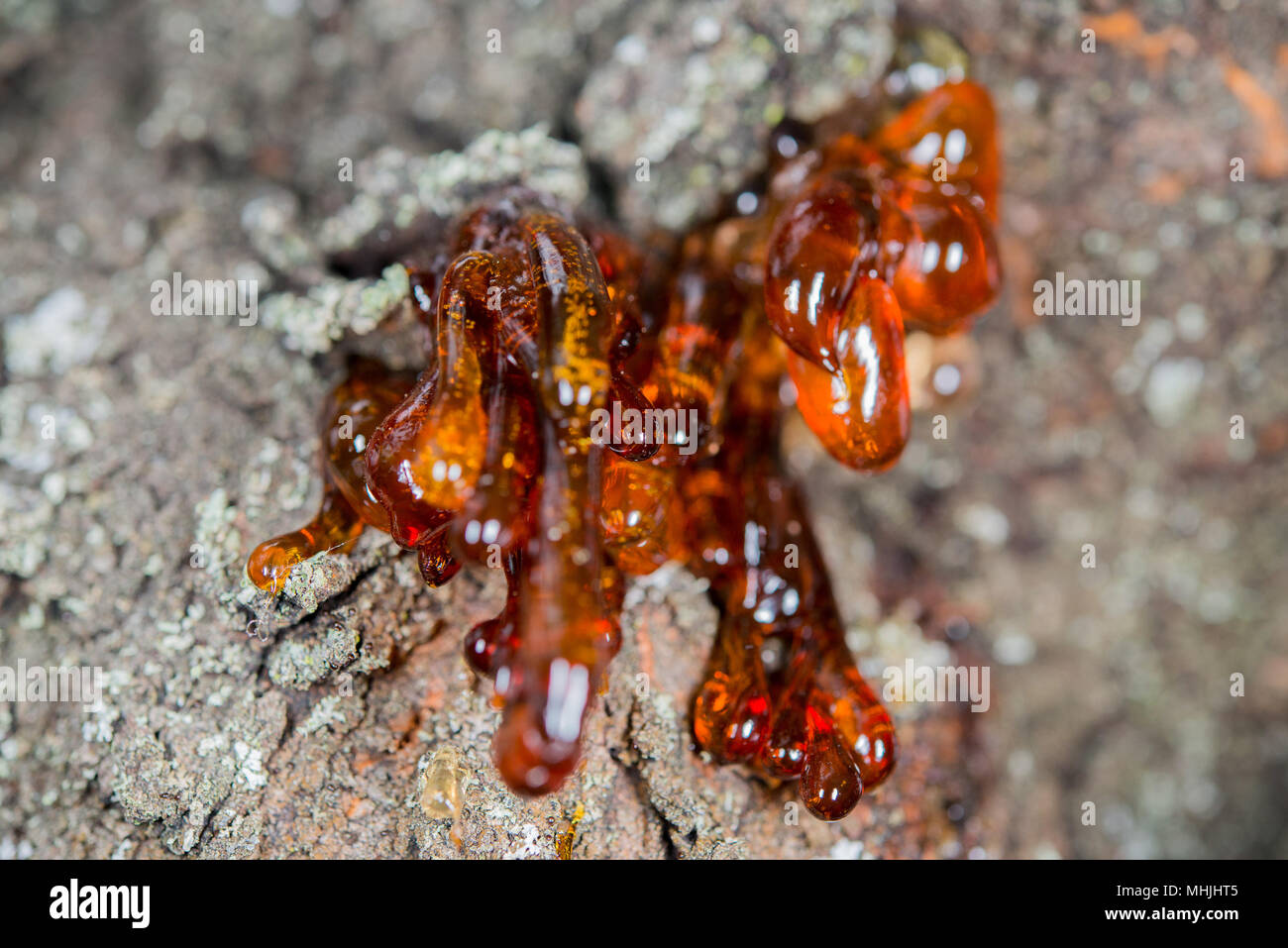 tree natural resin close up macro Stock Photo - Alamy