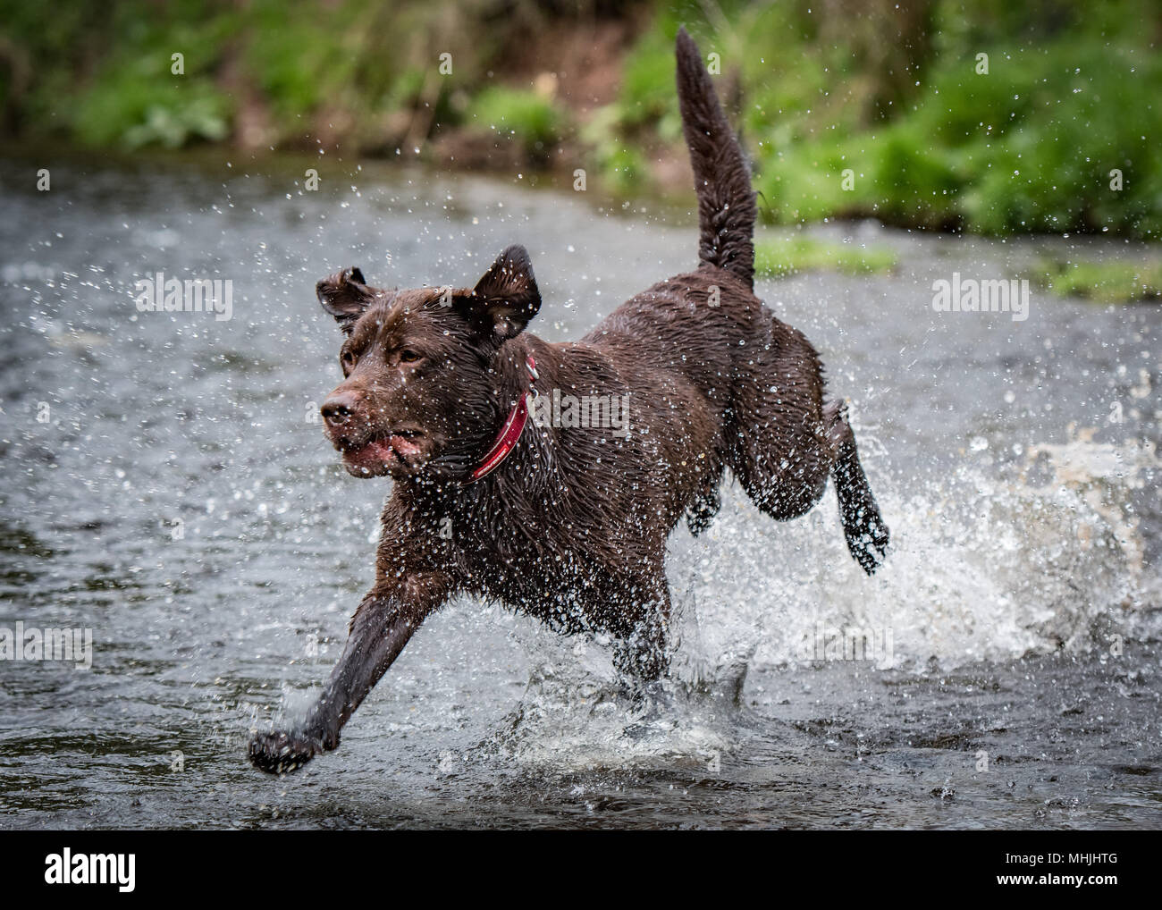 Dog playing outside wiith ball hi-res stock photography and images - Alamy