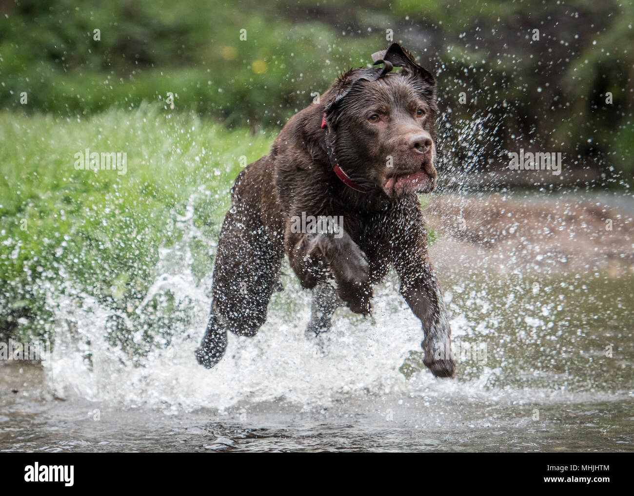 Labrador playing hi-res stock photography and images - Alamy