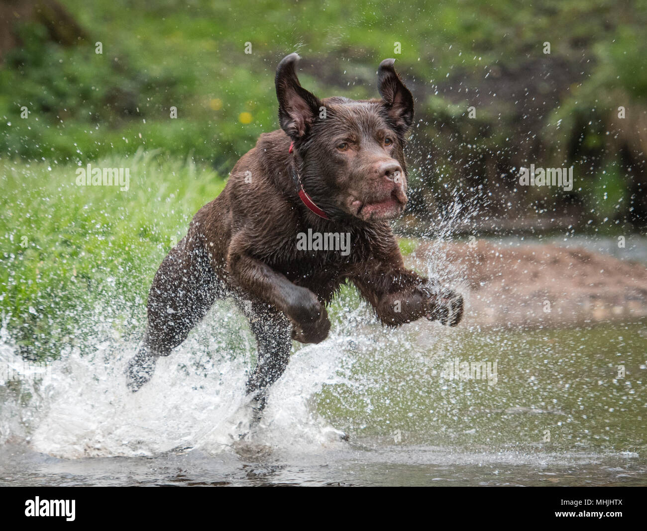 Labrador Retriever Playing in Water Stock Photo - Alamy