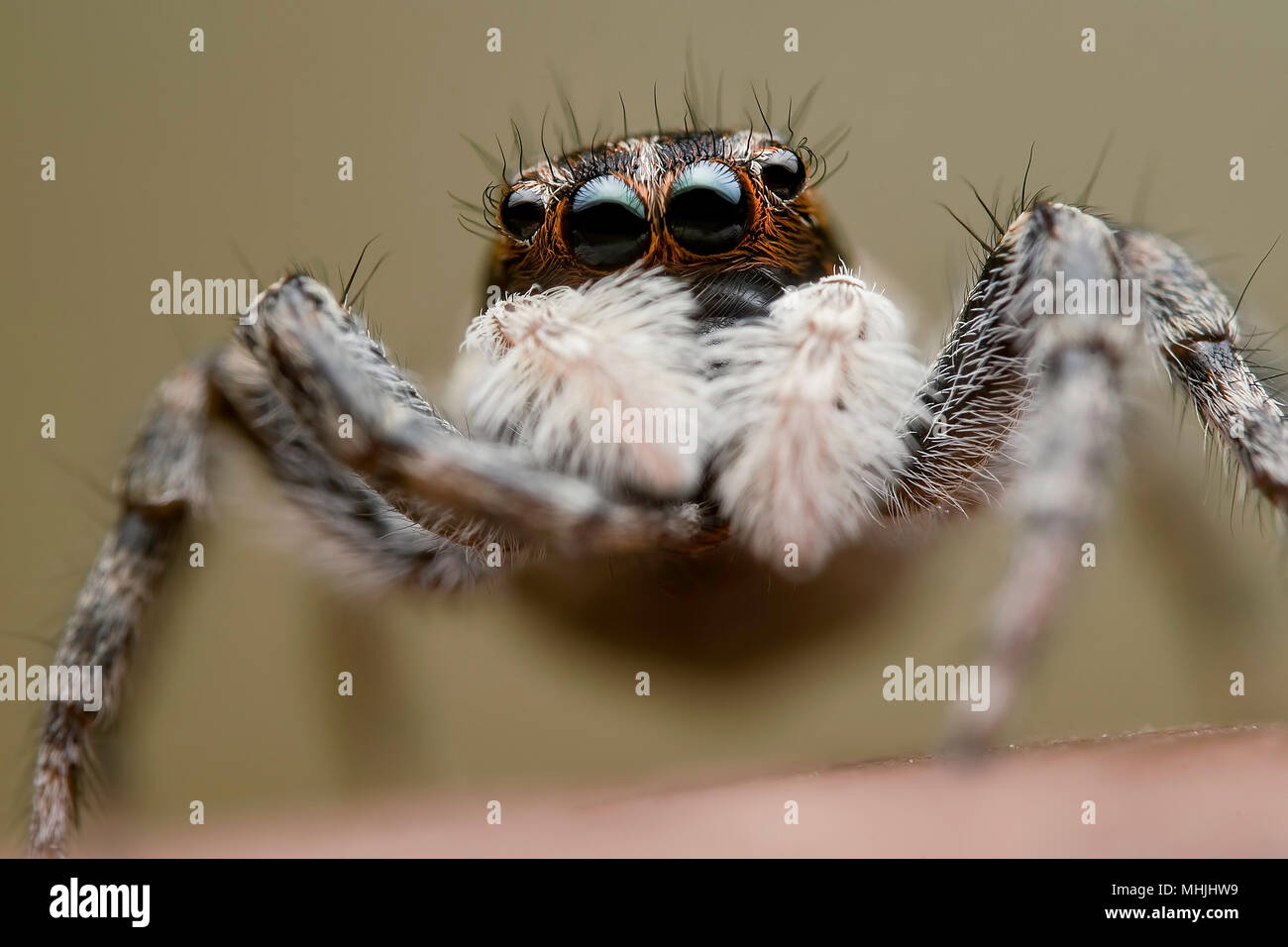 Arana saltarina hi-res stock photography and images - Alamy