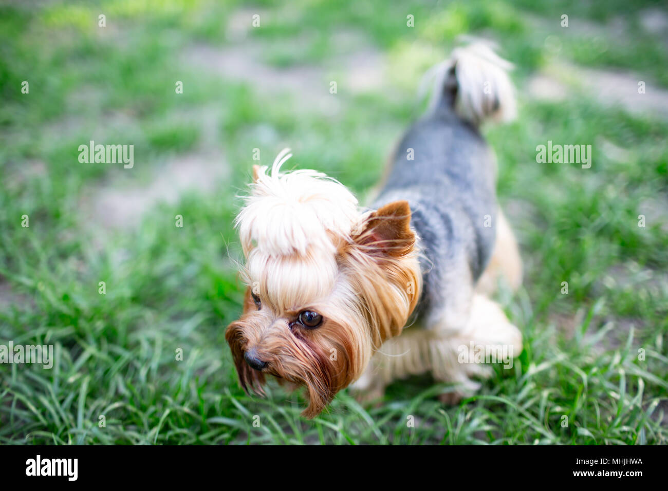 Female yorkshire terrier hi-res stock photography and images - Alamy
