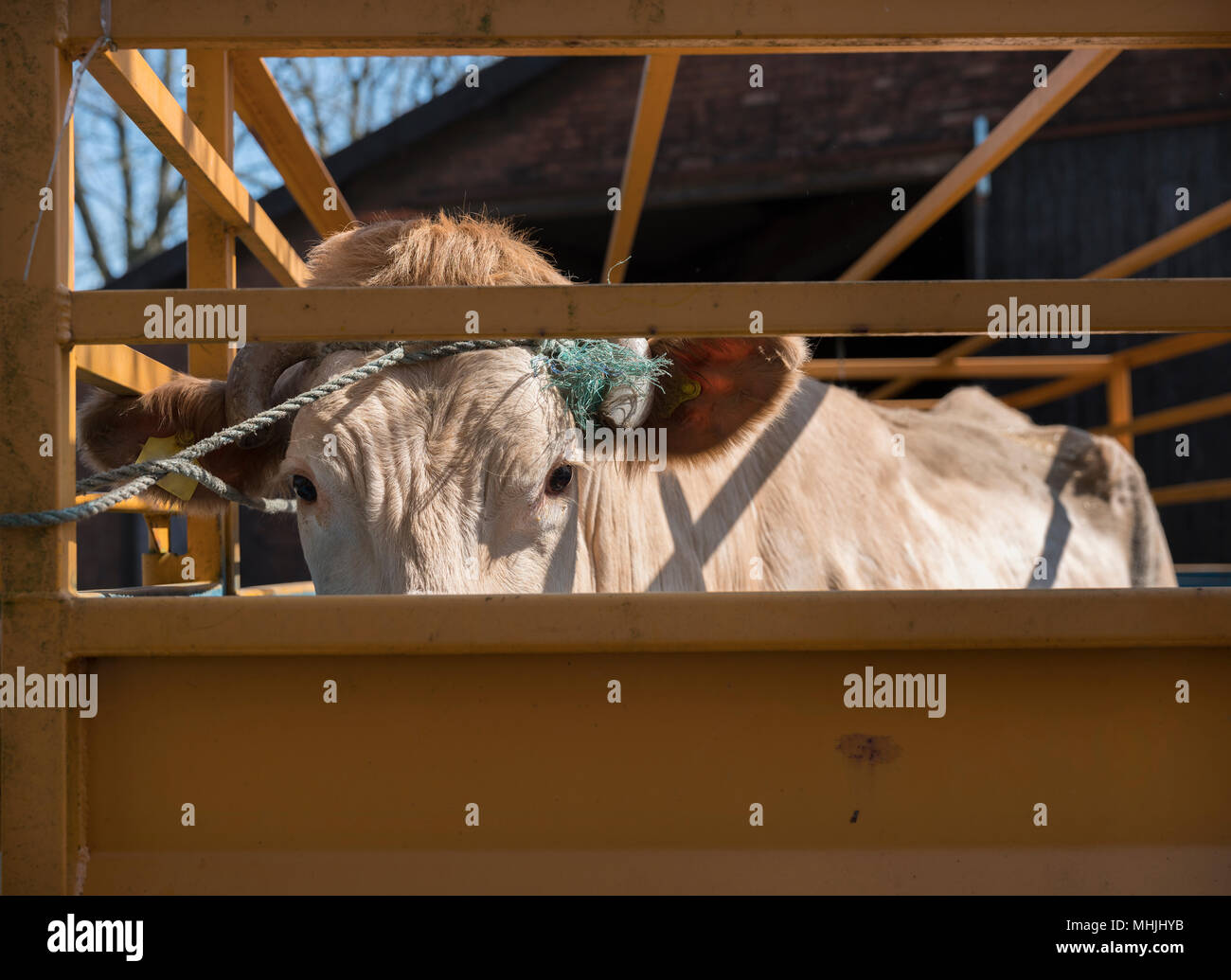 Beef cattle transport hi-res stock photography and images - Alamy