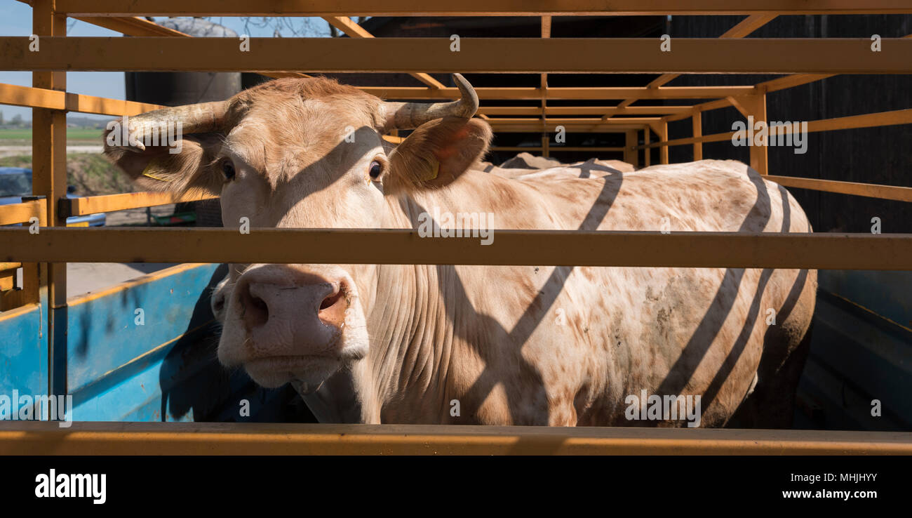 Beef cattle transport hi-res stock photography and images - Alamy