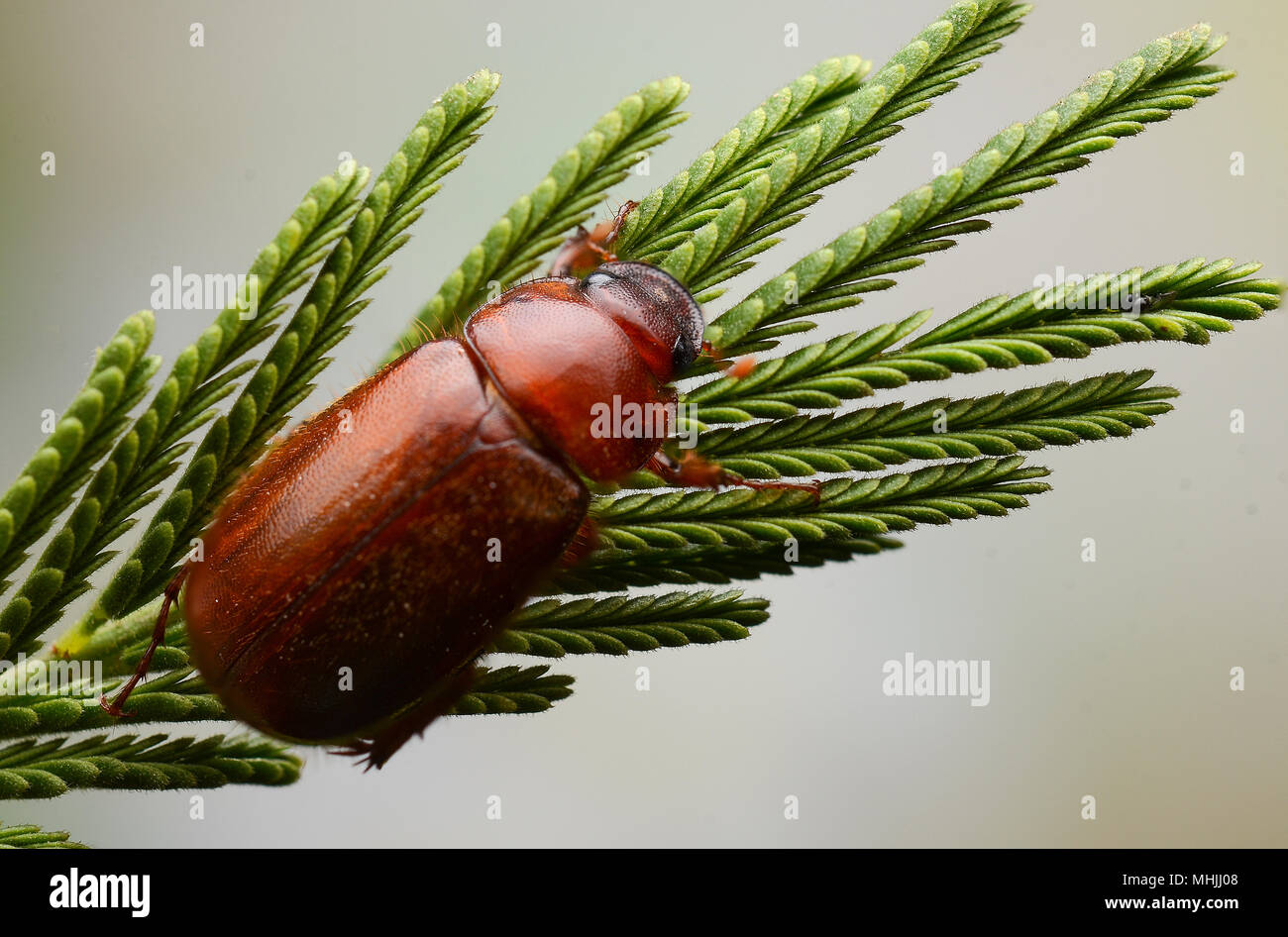Brown beetle insect hi-res stock photography and images - Alamy
