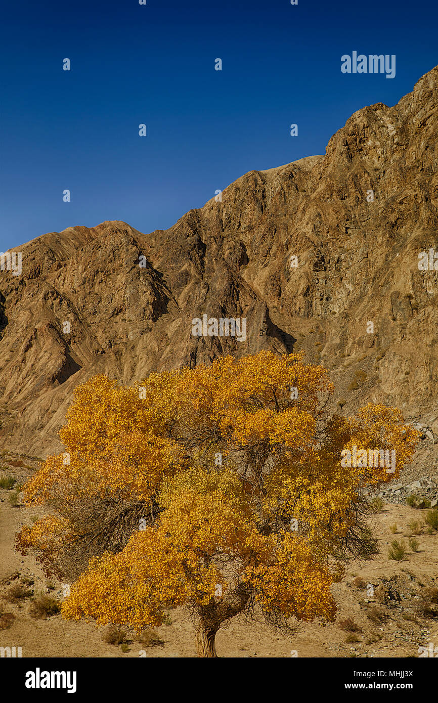 China desert tree hi-res stock photography and images - Alamy