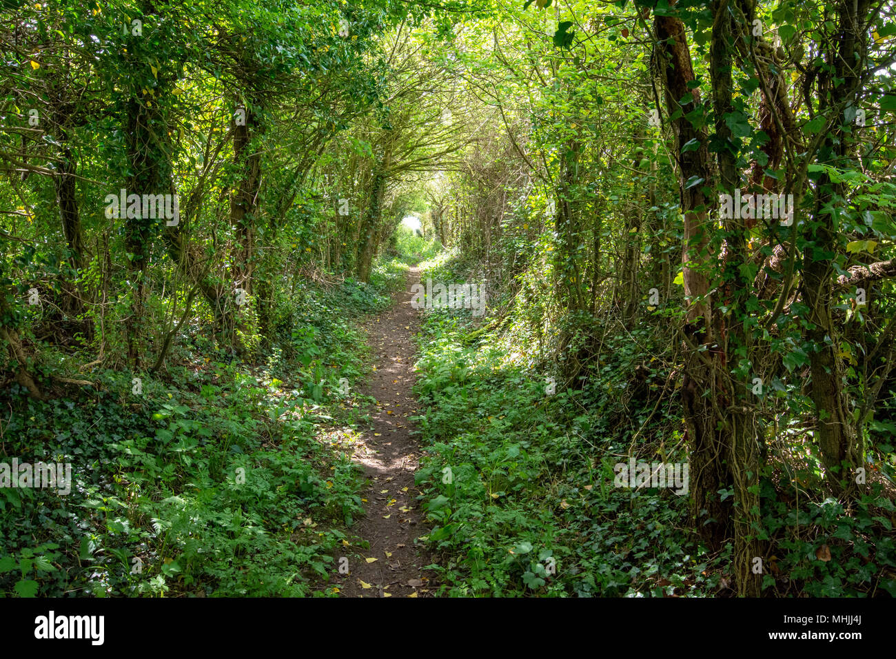 Footpath through a tunnel of trees leading to an opening into bright ...
