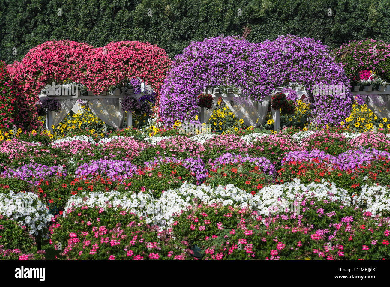 Heart shaped garden decor at the Miracle Gardens in Dubai, UAE, Middle ...