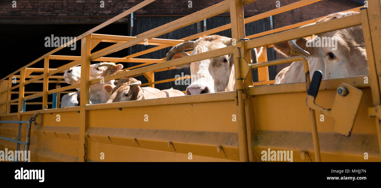 Beef cattle transport hi-res stock photography and images - Alamy