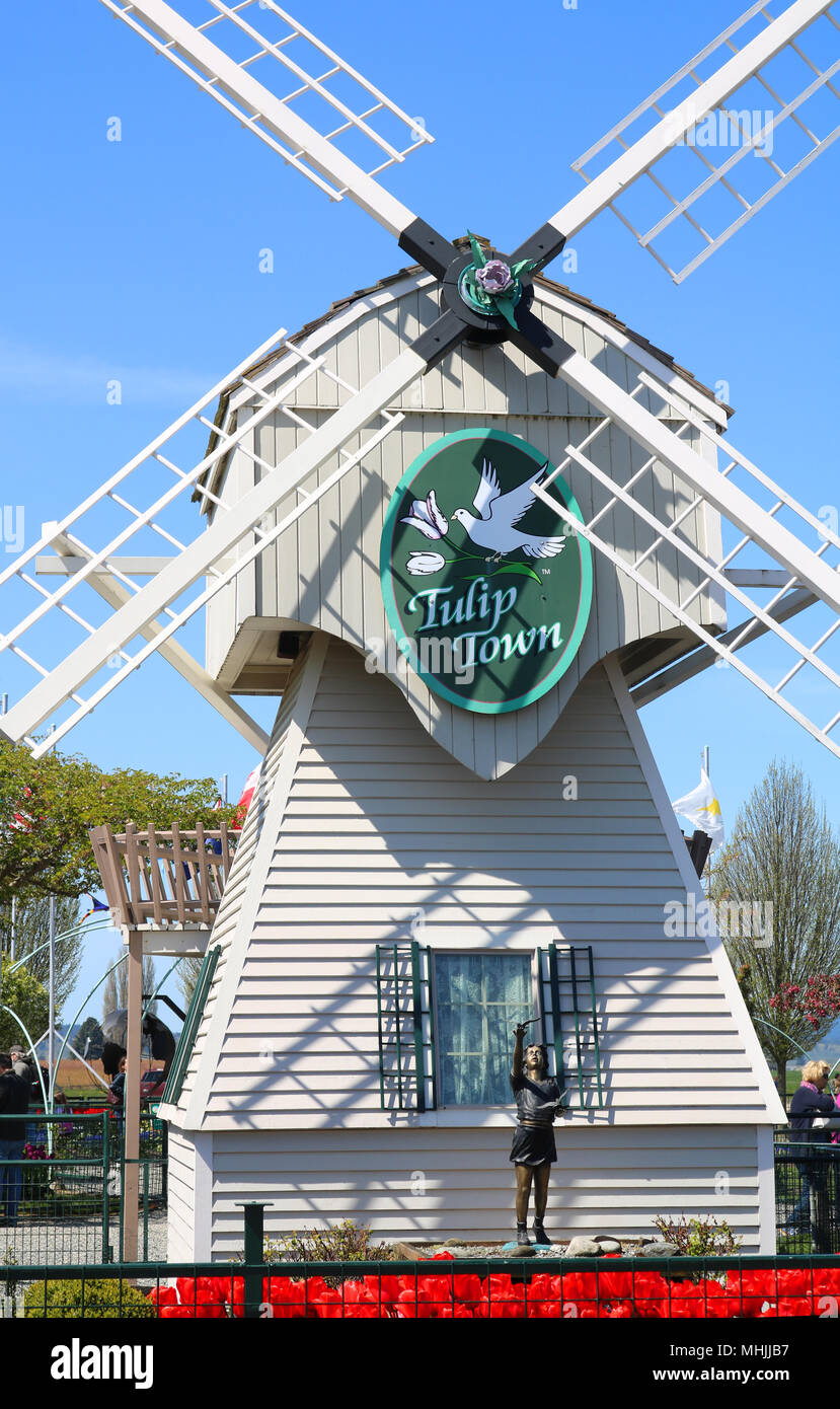 Windmill at Tulip Town during the Skagit Valley Tulip Festival in Mount ...