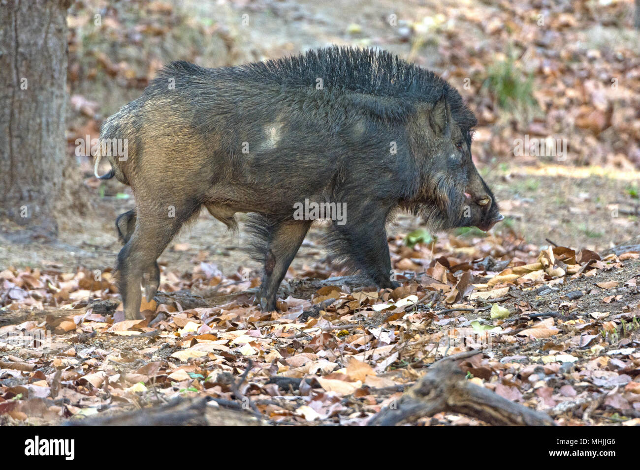 Indian Pig Stock Photos & Indian Pig Stock Images - Alamy