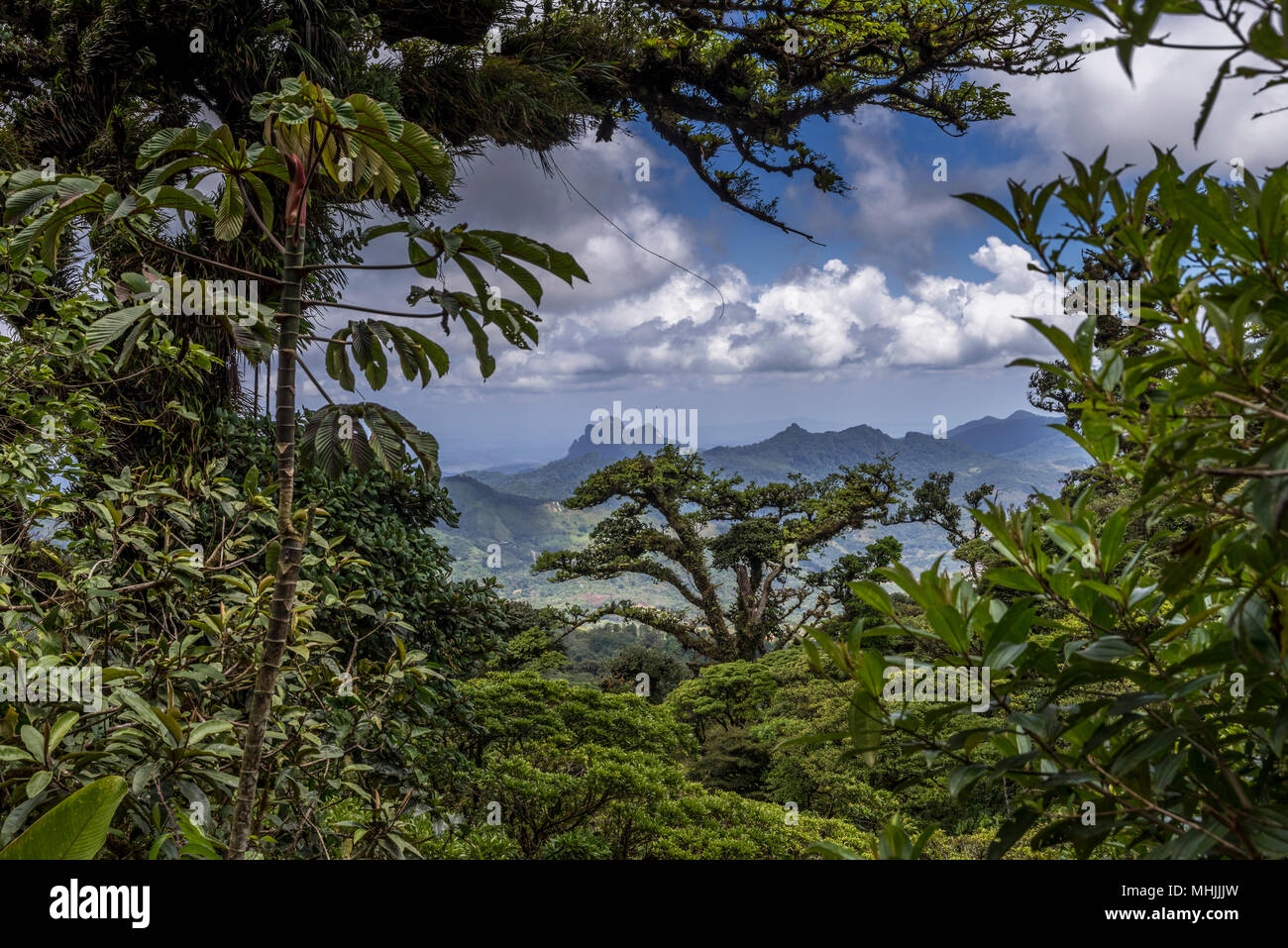 Mountain Cloud Forest Landscape Stock Photo - Alamy