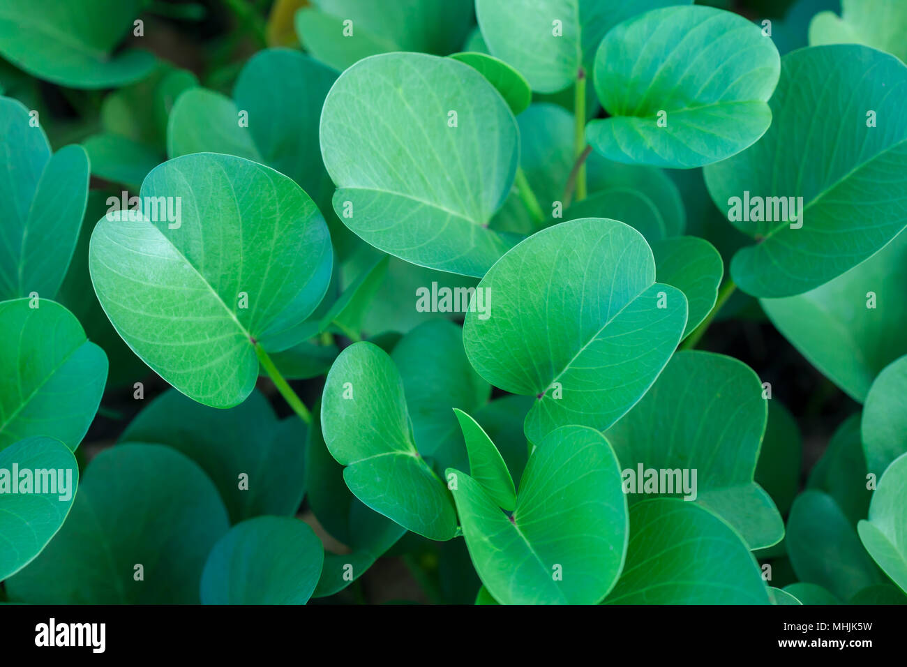Green round plant leaves hi-res stock photography and images - Alamy