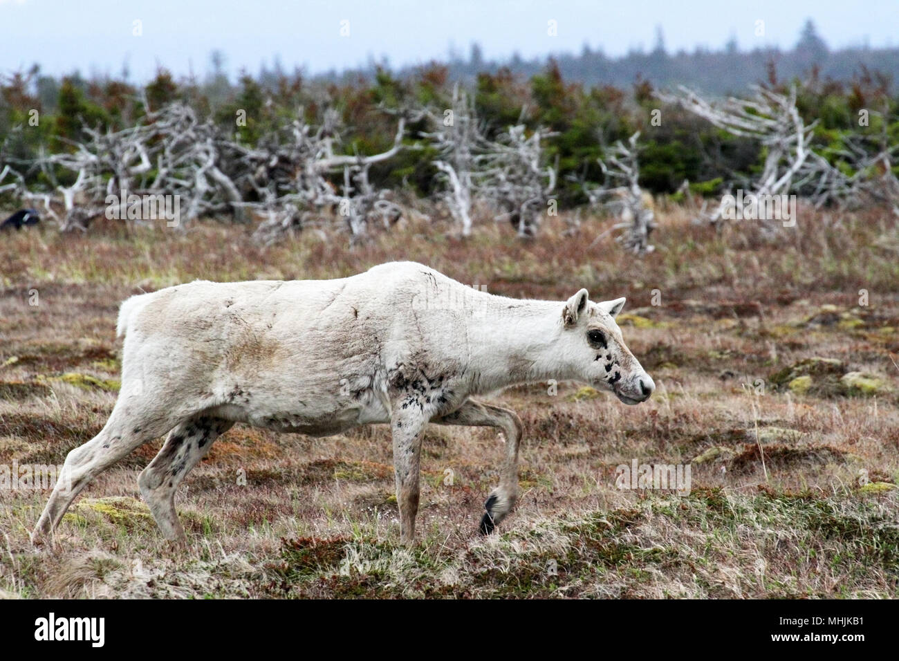 Light coloured hi-res stock photography and images - Alamy