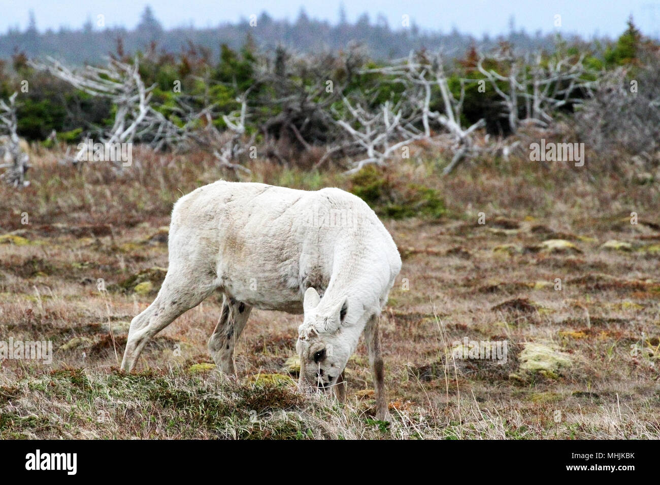 Peary Caribou