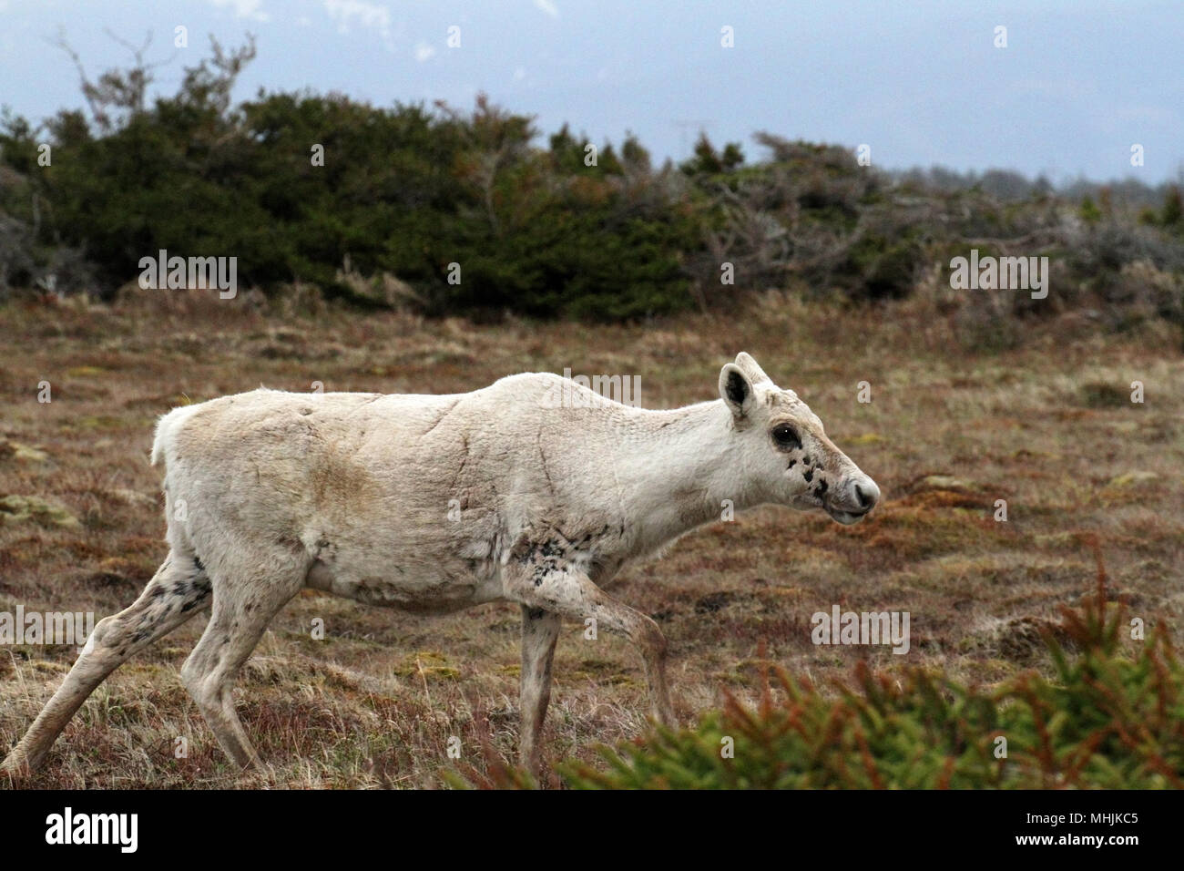 Migratory caribou hi-res stock photography and images - Alamy