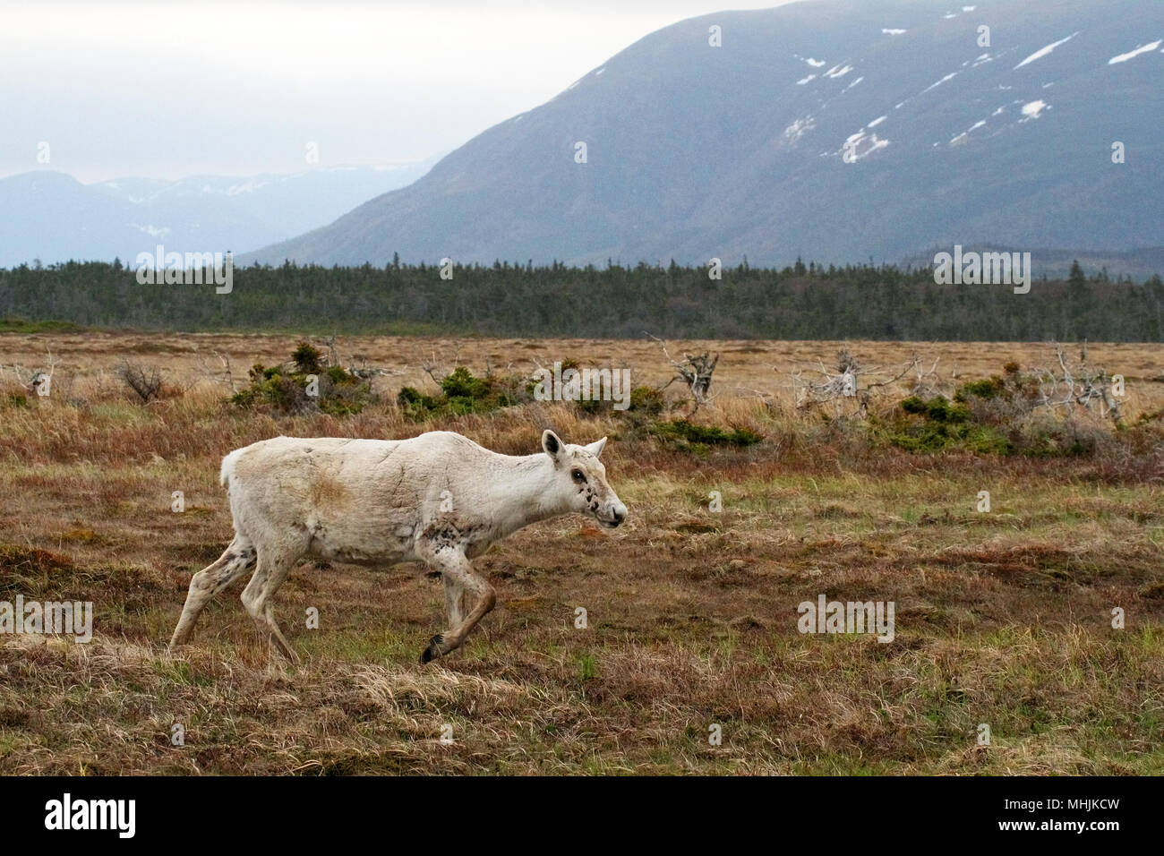 Caribou habitat hi-res stock photography and images - Alamy